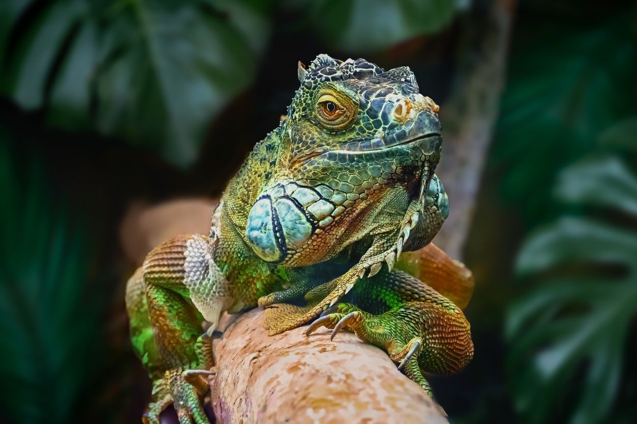 Understanding Metabolic Bone Disease in Reptiles - INVMA
